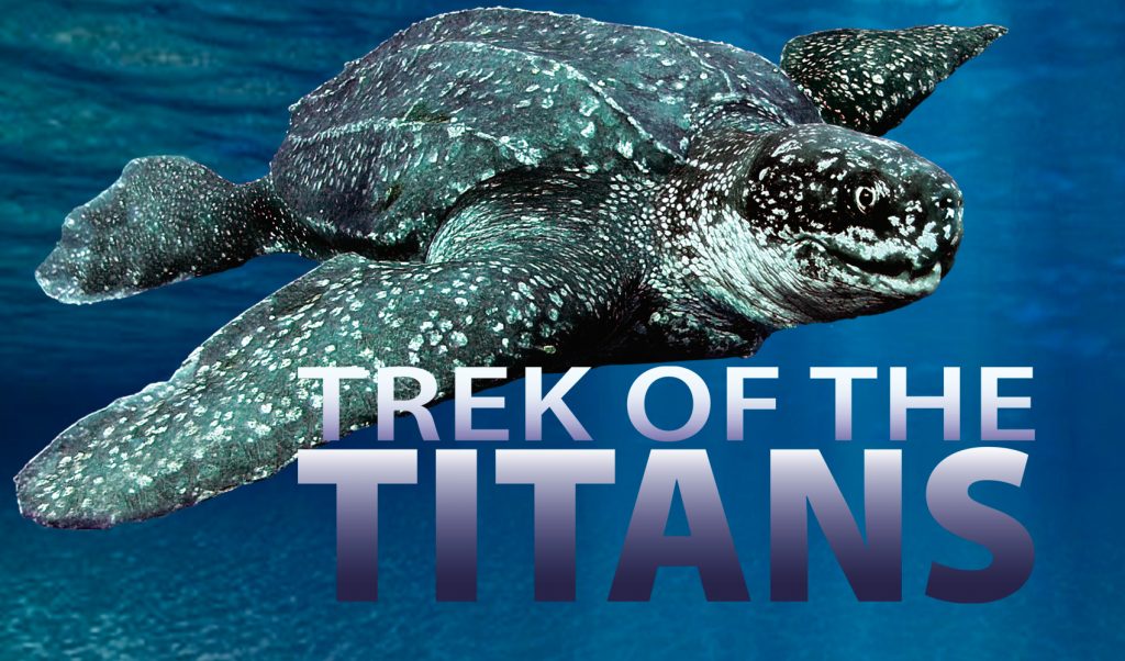 Shows – Tell Tale Productions